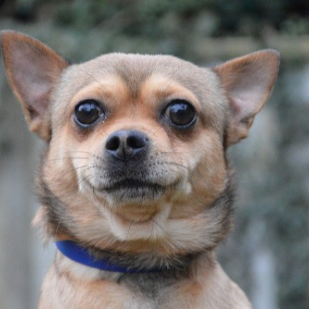 Zeus - Chien à adopter à La-roche-sur-yon (85) - Animaux.fr