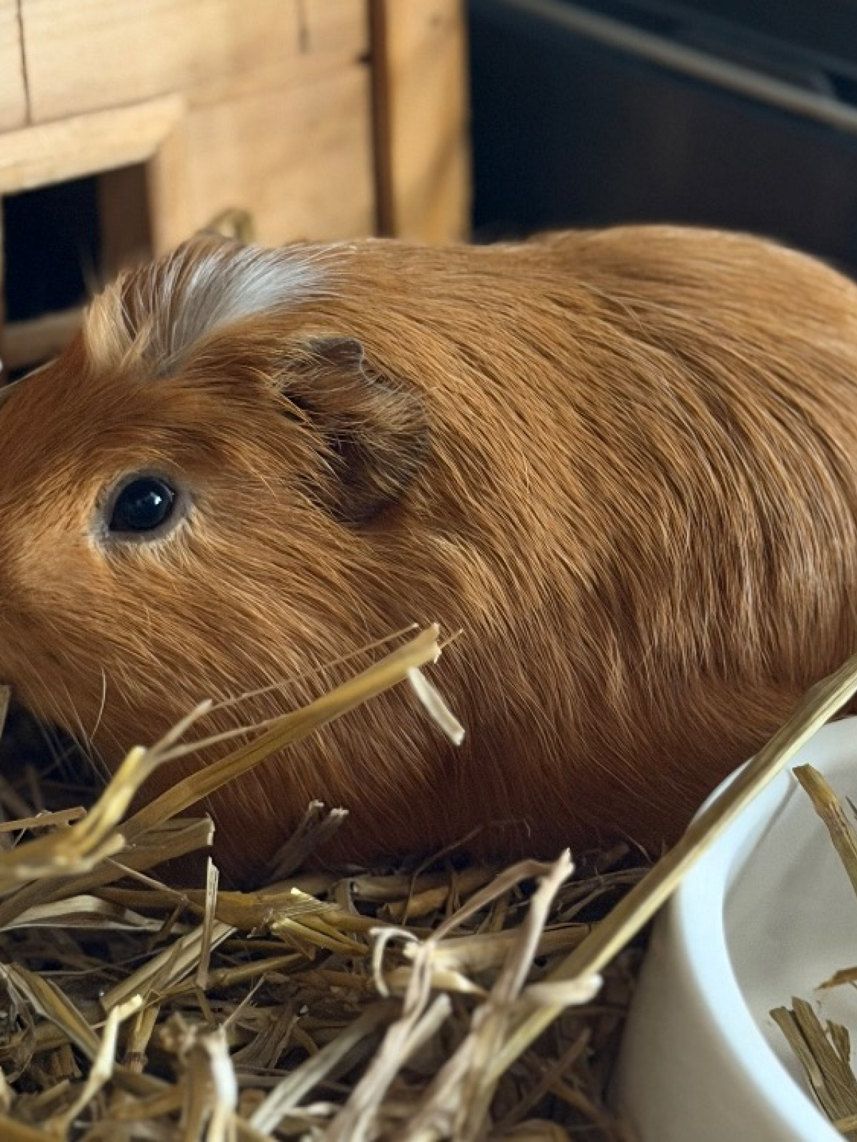 Pistache - Cobaye à adopter à Compiègne (60) - Animaux.fr