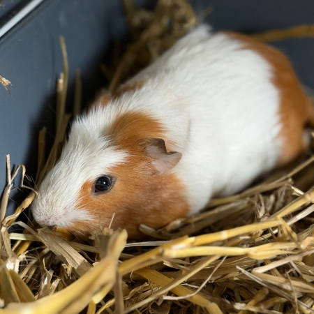 Perle - Cobaye à adopter à Compiègne (60) - Animaux.fr