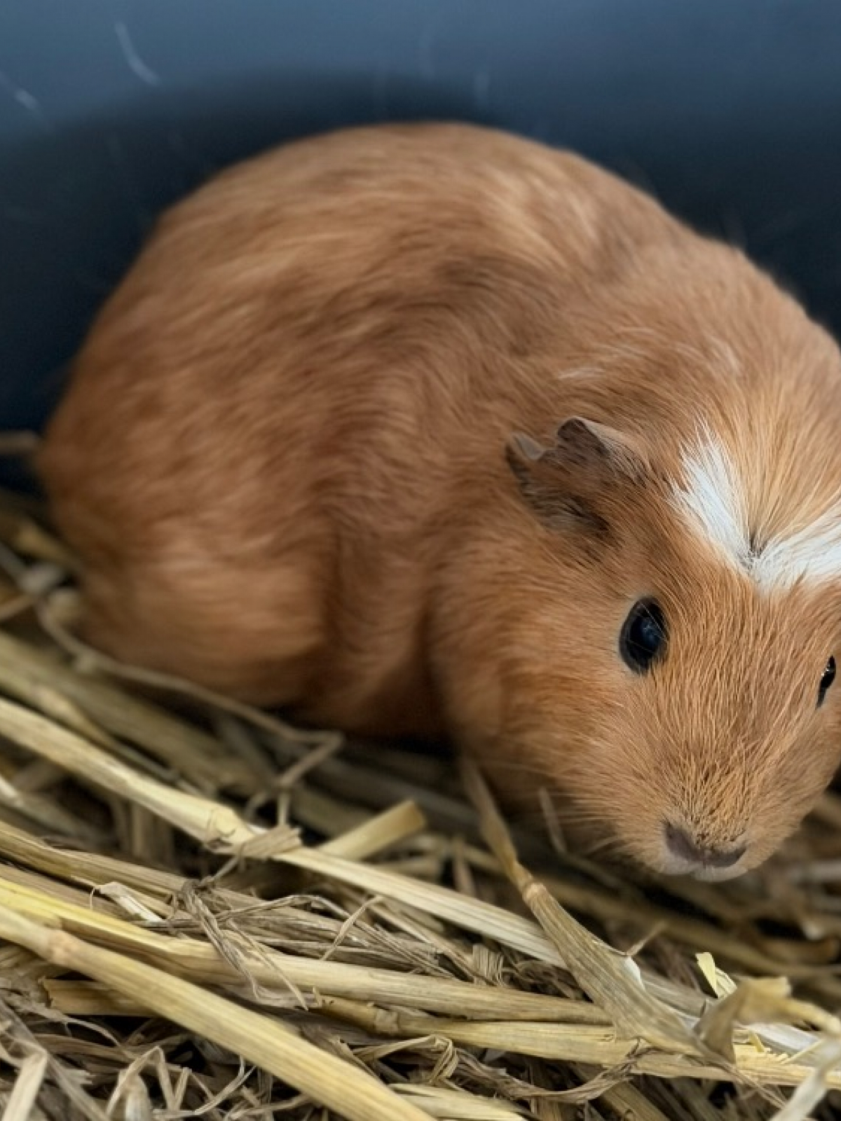 Perle - Cobaye à adopter à Compiègne (60) - Animaux.fr