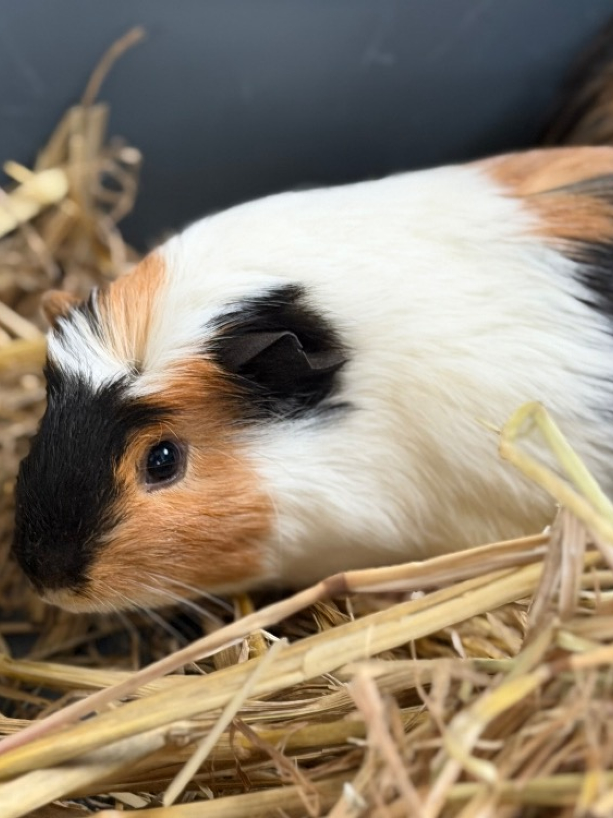 Noisette - Cobaye à adopter à Compiègne (60) - Animaux.fr