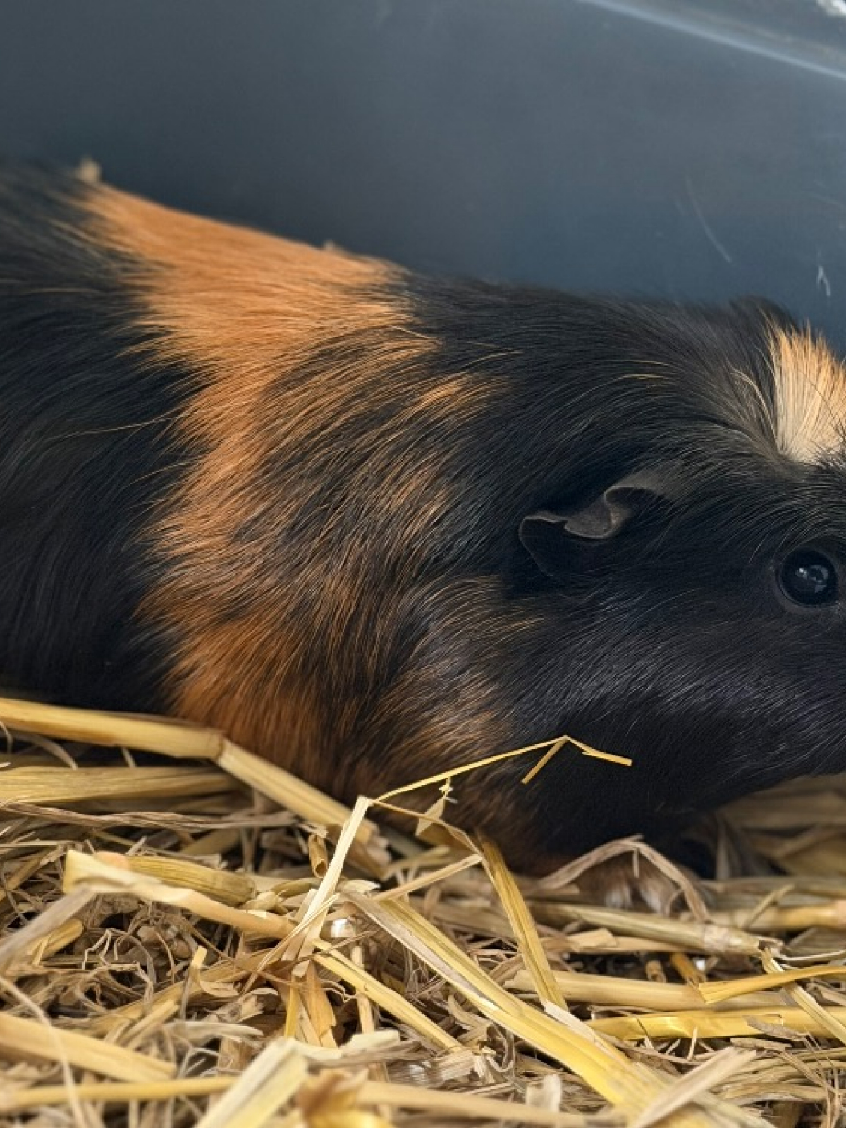 Vanille - Cobaye à adopter à Compiègne (60) - Animaux.fr