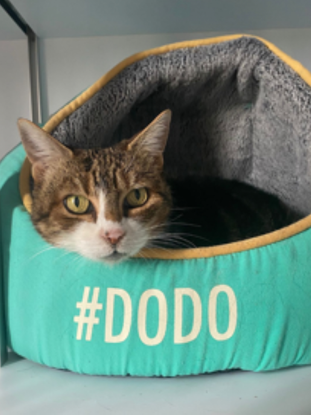 Minette - Européen à adopter à Voillecomte (52) - Animaux.fr