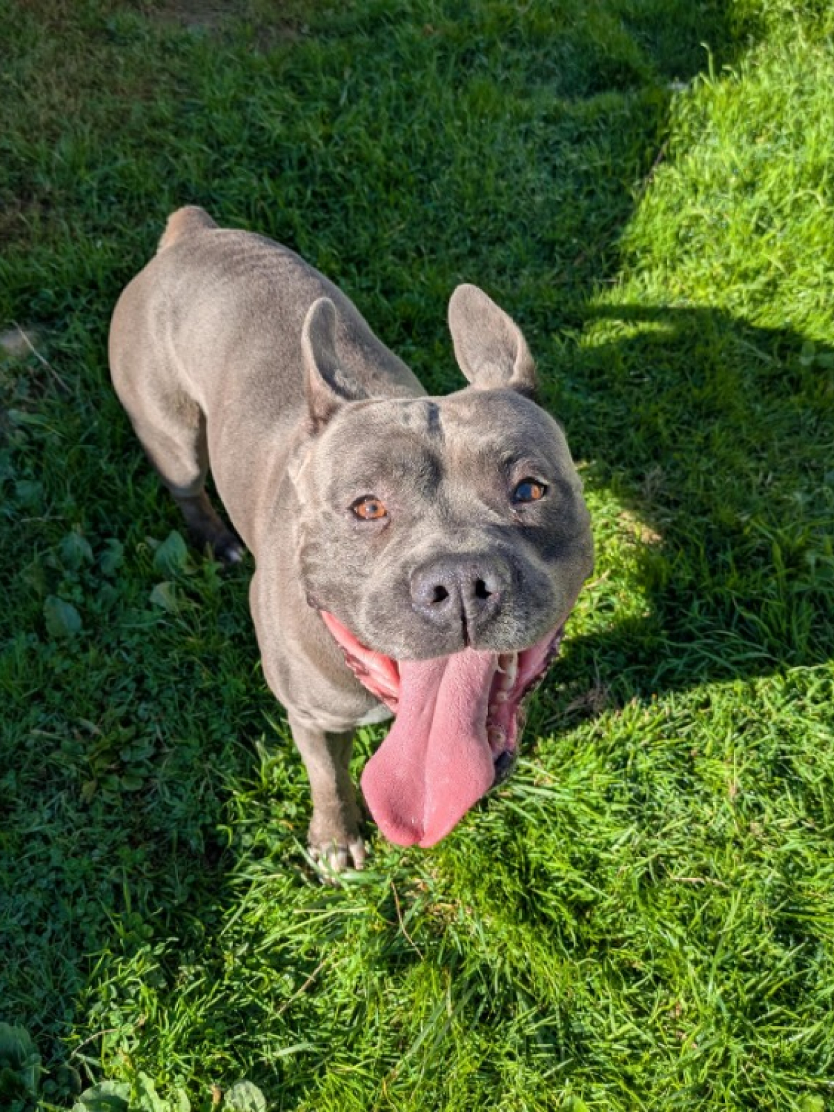 Zeus - Chien à adopter à La-roche-sur-yon (85) - Animaux.fr