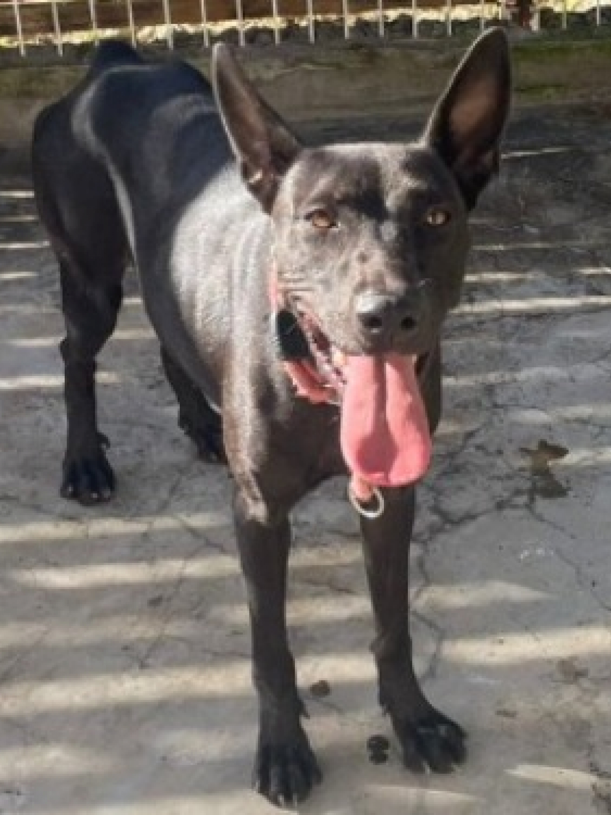 Goyave - Chien à adopter à Guadeloupe (97) - Animaux.fr