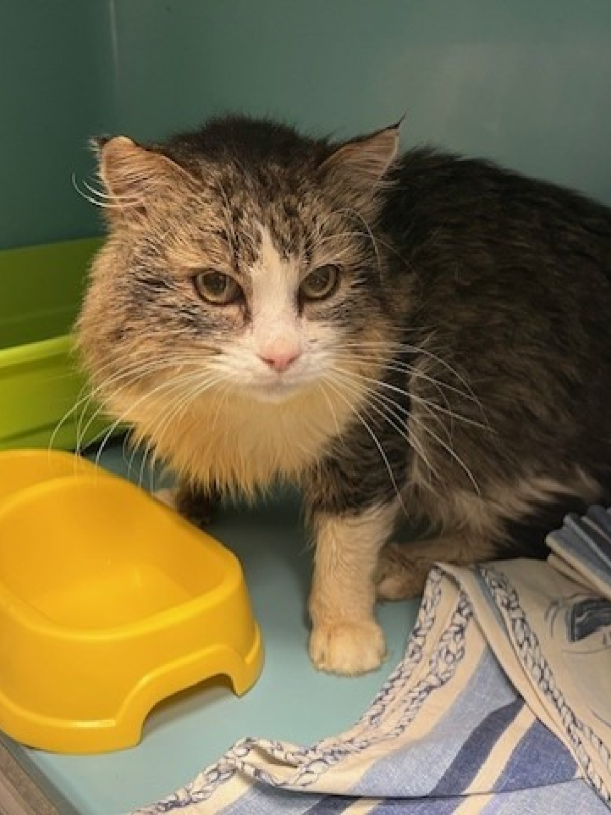Tetakeu - Européen à adopter à Rennes (35) - Animaux.fr