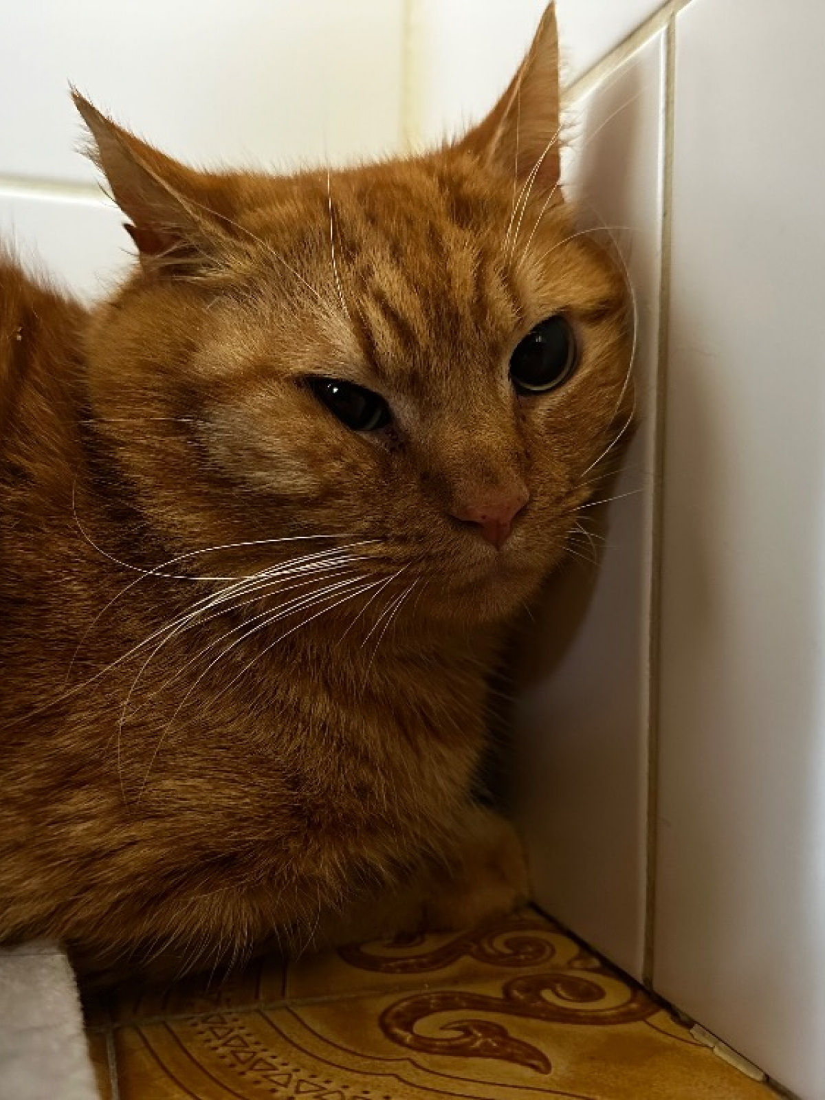 Murphi - Européen à adopter à Marennes (69) - Animaux.fr