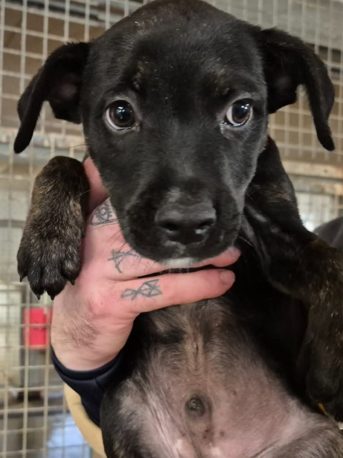 Billy - Chien à adopter à Arry (57) - Animaux.fr