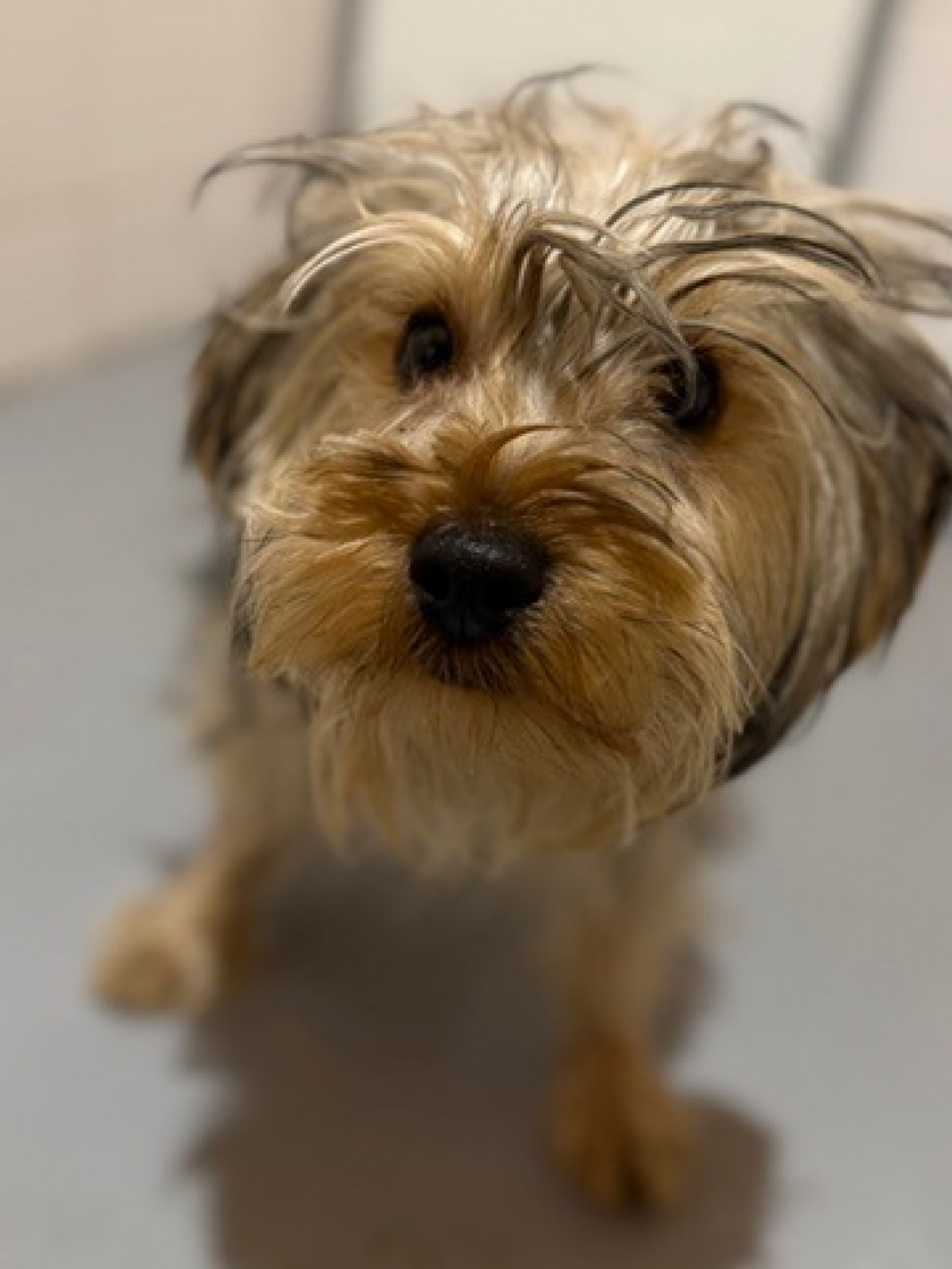 Amire - Yorkshire Terrier à adopter à Poulainville (80) - Animaux.fr