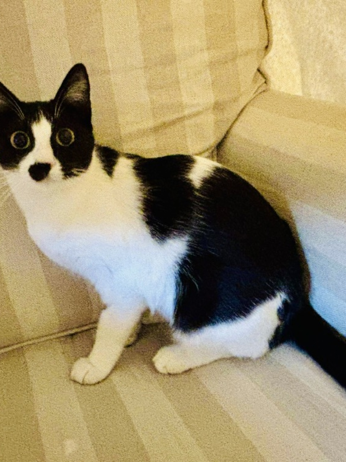 Elfe - Européen à adopter à Aix-en-provence (13) - Animaux.fr