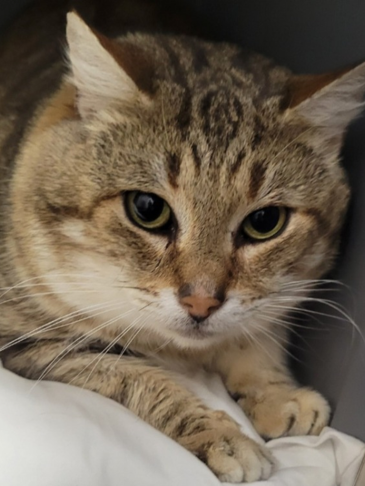 Mixou - Européen à adopter à Le Garric (81) - Animaux.fr