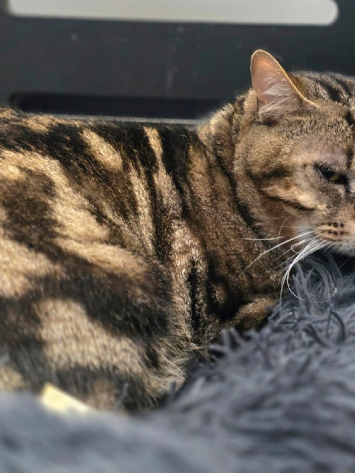 Popeye - Européen à adopter à Marennes (69) - Animaux.fr