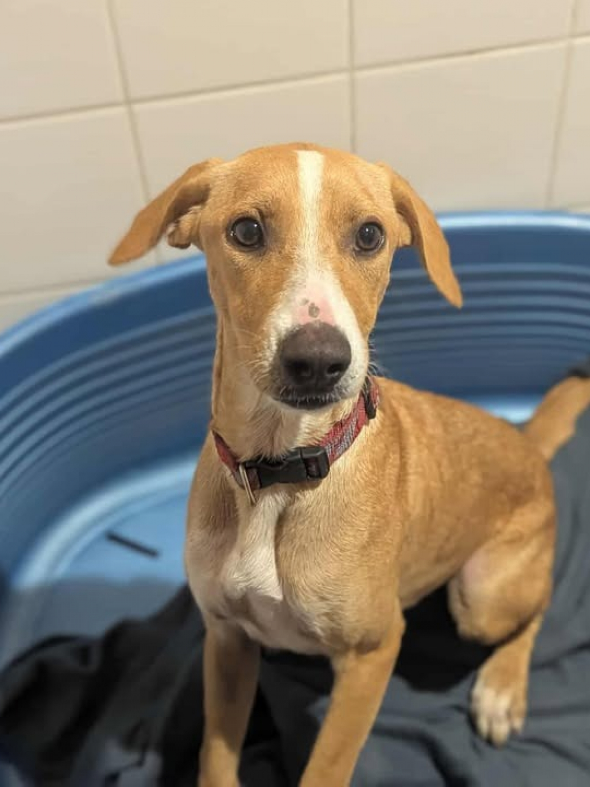 Coco - Chien à adopter à Poulainville (80) - Animaux.fr