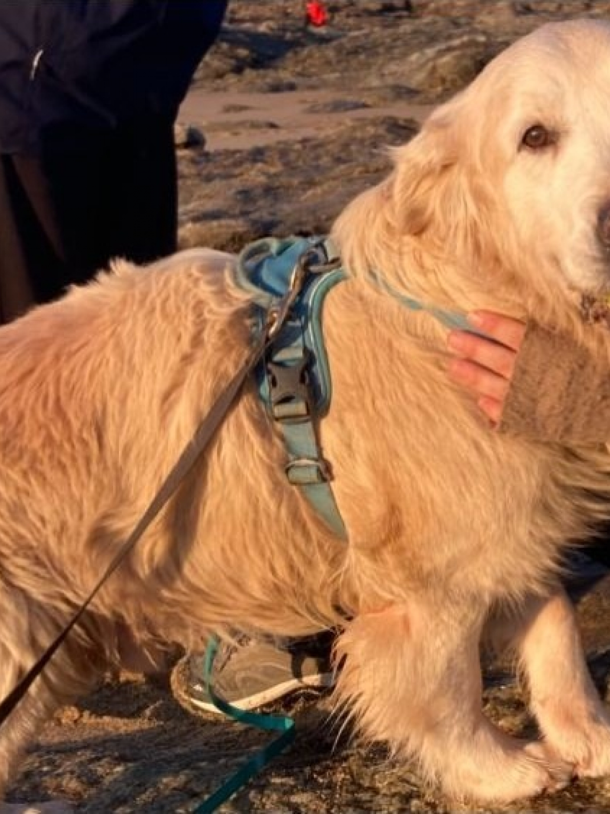 Lipton - Chien à adopter à Rennes (35) - Animaux.fr