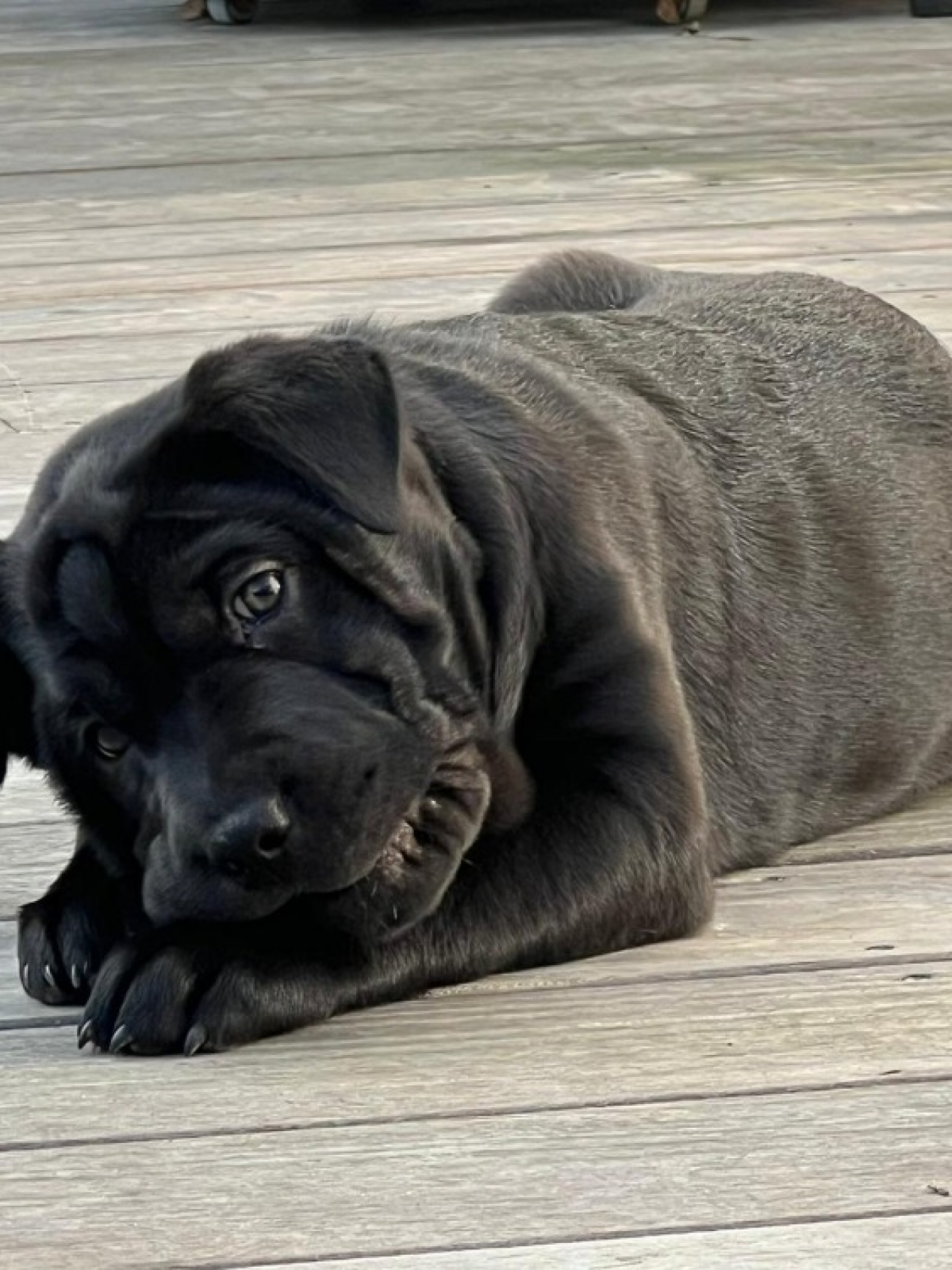 Eywa - Chien à adopter à Rennes (35) - Animaux.fr