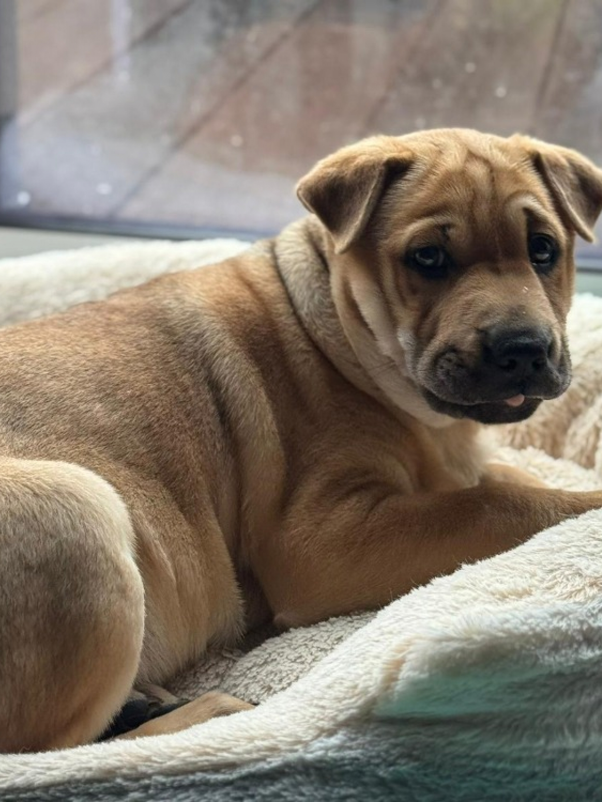 Nala - Chien à adopter à Rennes (35) - Animaux.fr