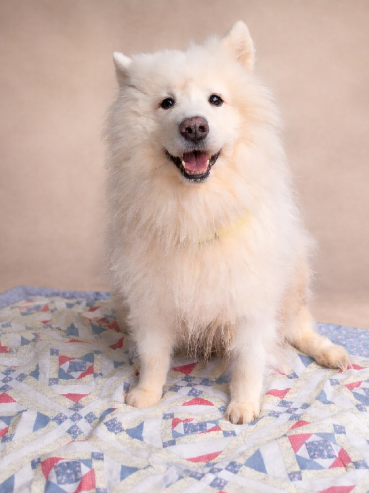 Iska réservé - Samoyéde à adopter à St-parres-aux-tertres (10) - Animaux.fr