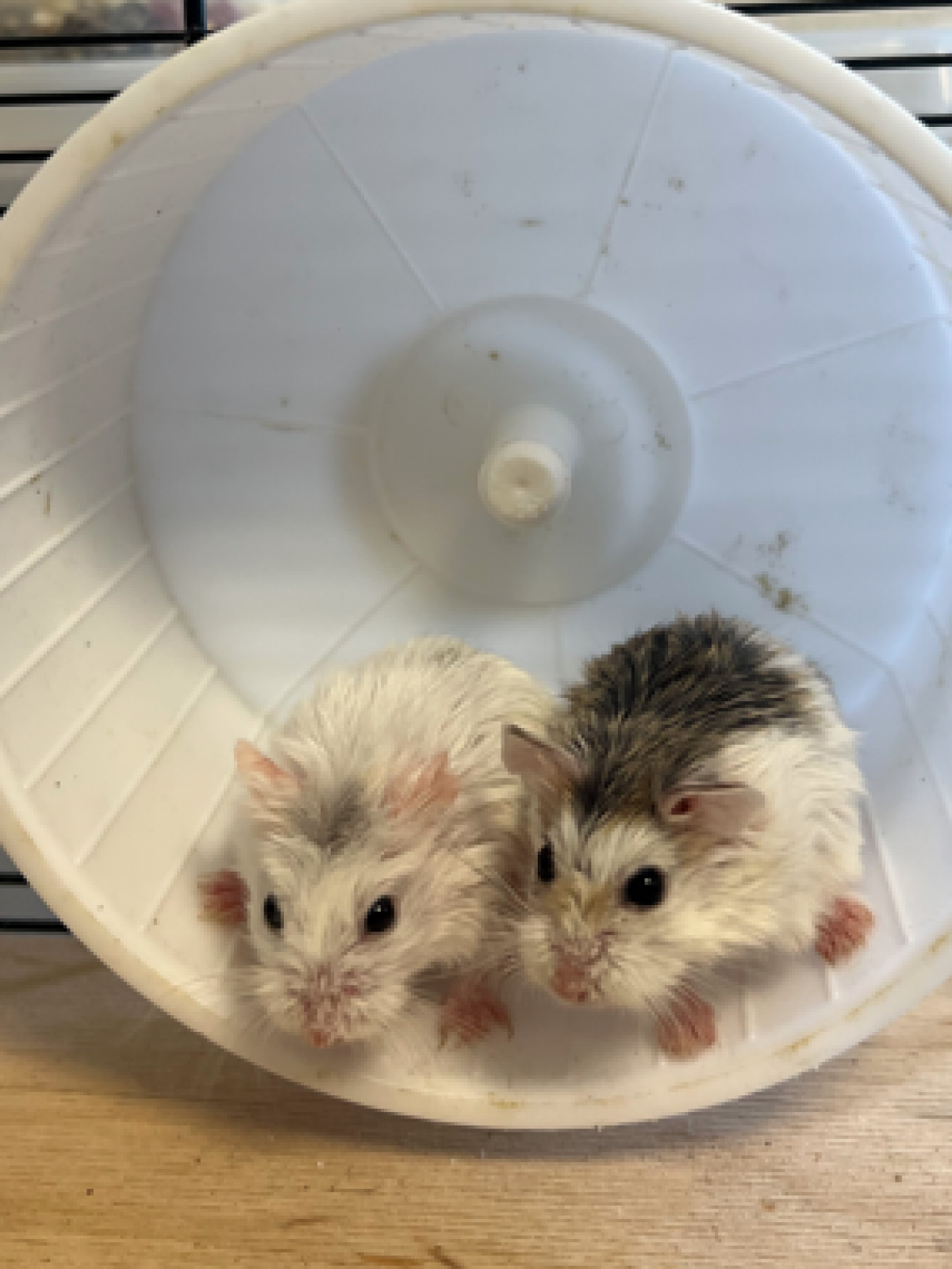 Timon - Hamster à adopter à Gennevilliers (92) - Animaux.fr