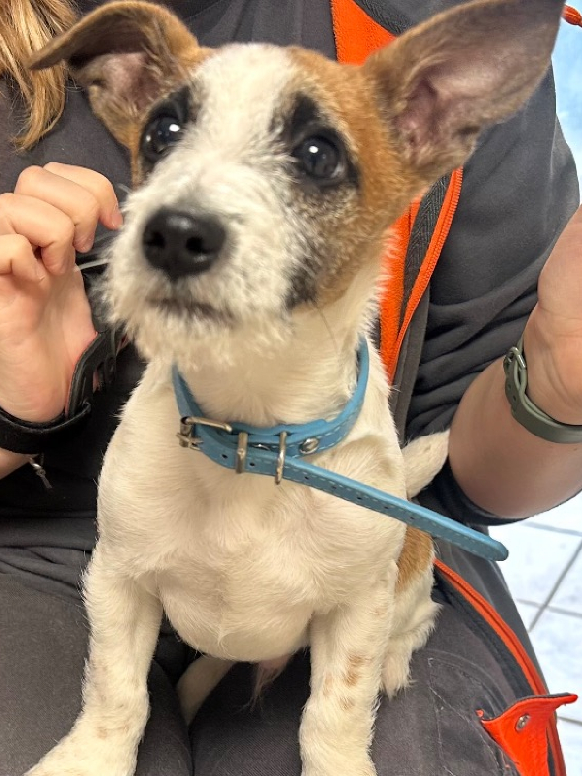 Roger - Chien à adopter à Marennes (69) - Animaux.fr