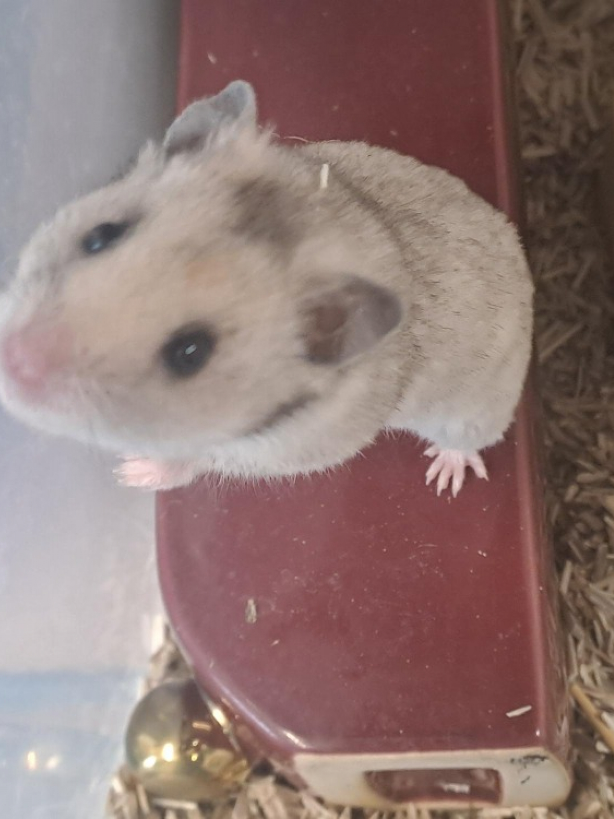 Marni - Hamster à adopter à Cholet (49) - Animaux.fr
