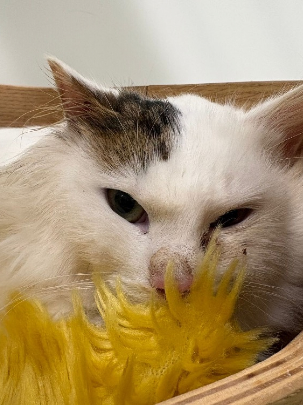 Hamlet - Européen à adopter à Cholet (49) - Animaux.fr