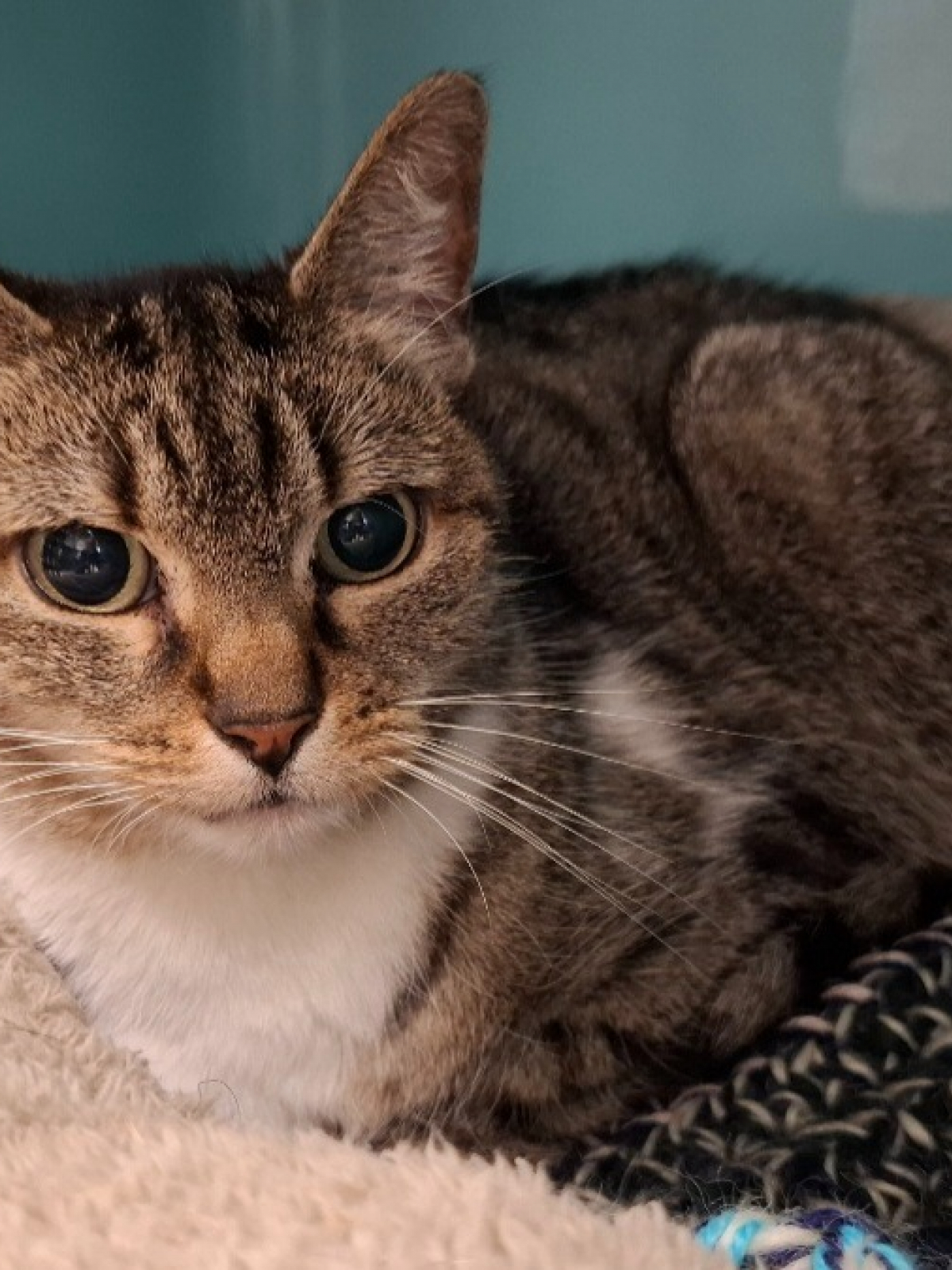 Minette - Européen à adopter à Tilloy-lès-Mofflaines (62) - Animaux.fr