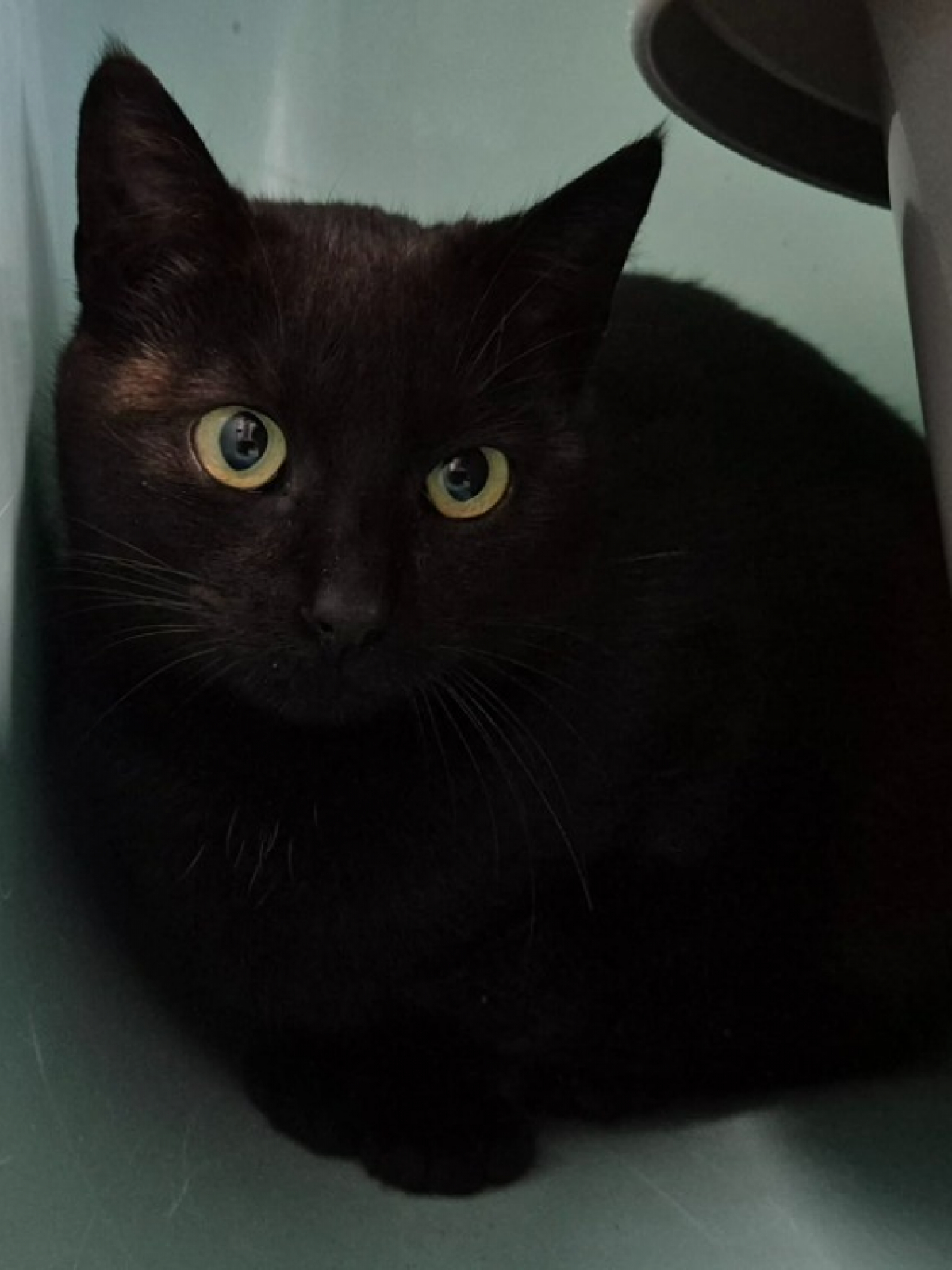 Crokmou - Européen à adopter à Quimper (29) - Animaux.fr