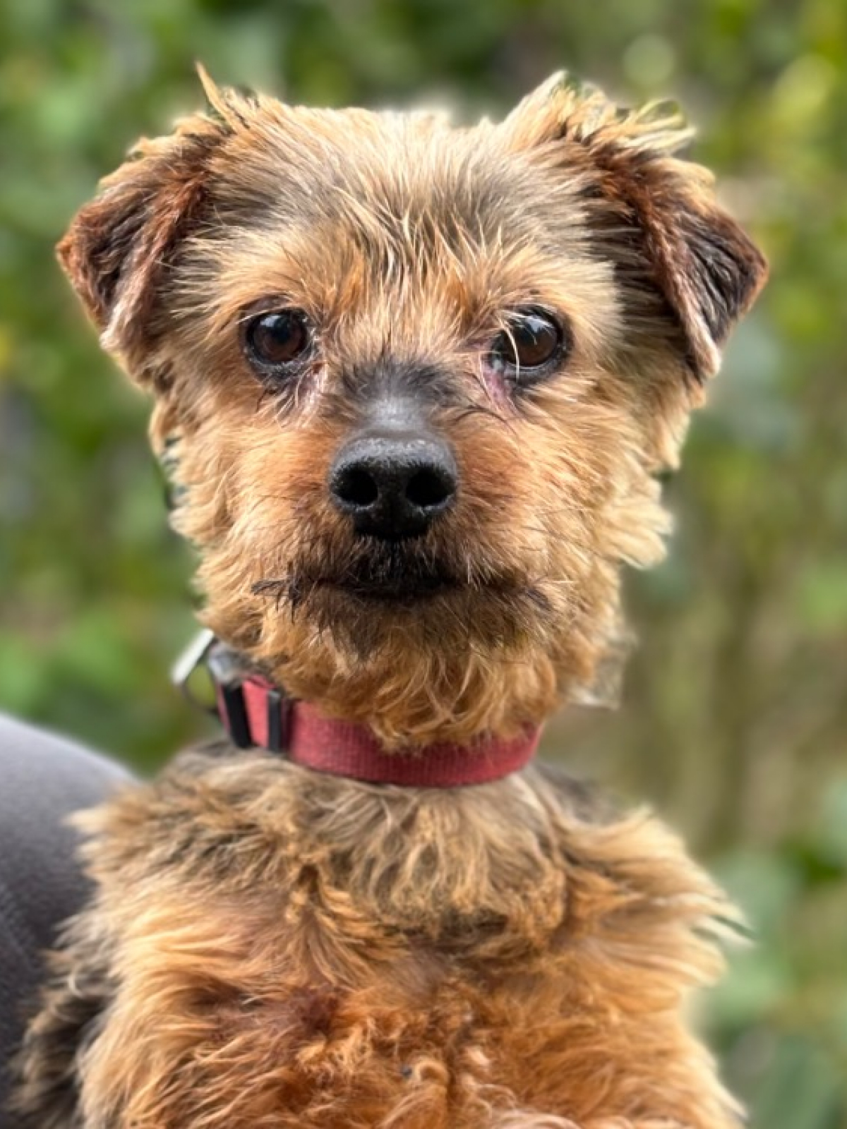 Jipsy - Yorkshire Terrier à adopter à Tilloy-lès-Mofflaines (62 ...