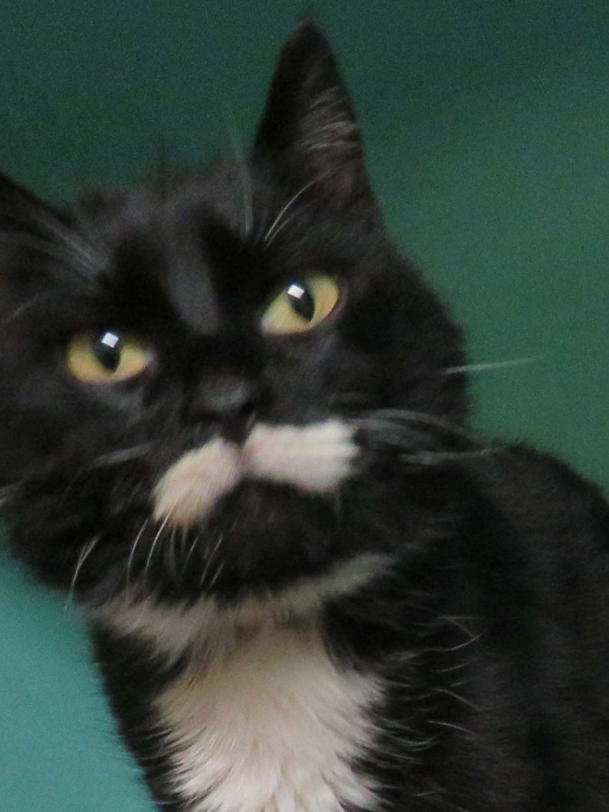 Chantilly - Européen à adopter à Sainte-marie De Redon (35) - Animaux.fr