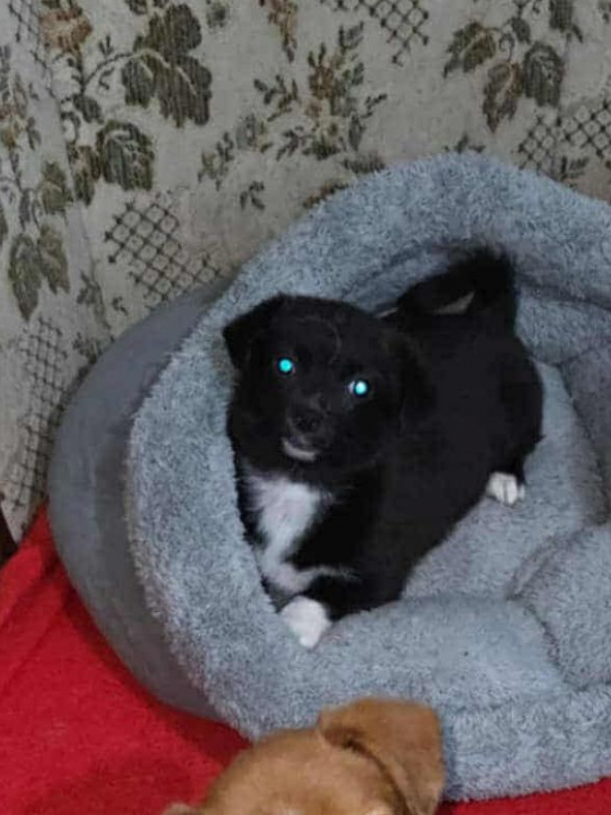 GUIMAUVE - Chien à adopter à Gonesse (95) - Animaux.fr