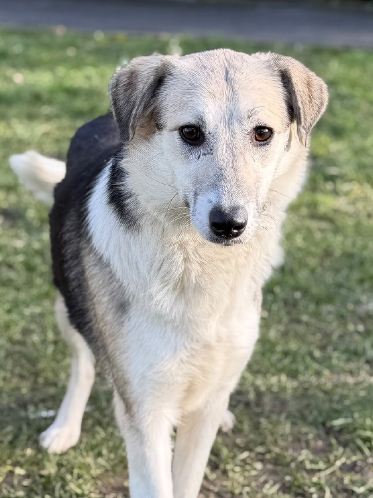 Dora - Berger Allemand à adopter à Compiègne (60) - Animaux.fr