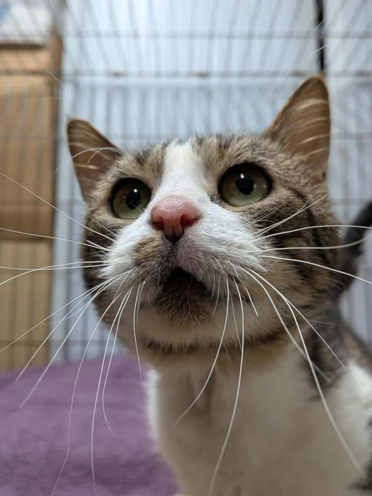 Toby - Européen à adopter à Saint-Omer (62) - Animaux.fr
