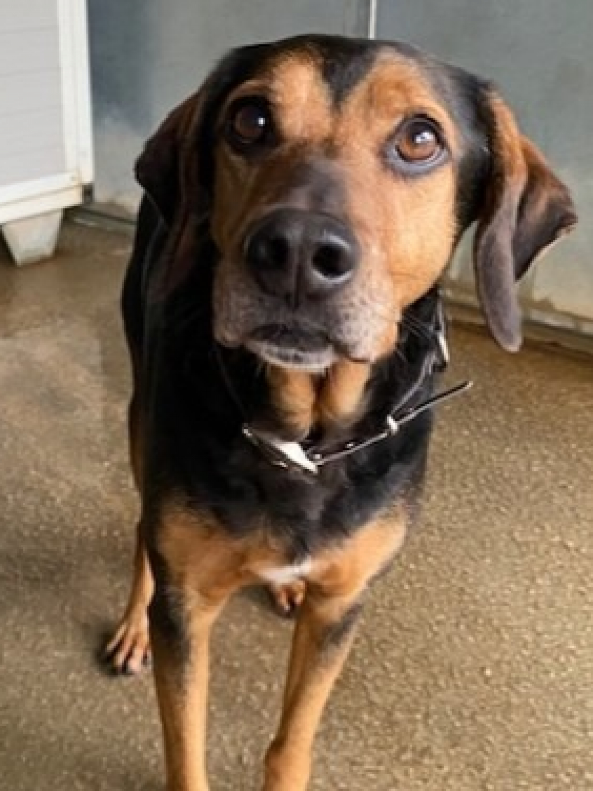 Iron - Berger Allemand à adopter à Flayosc (83) - Animaux.fr