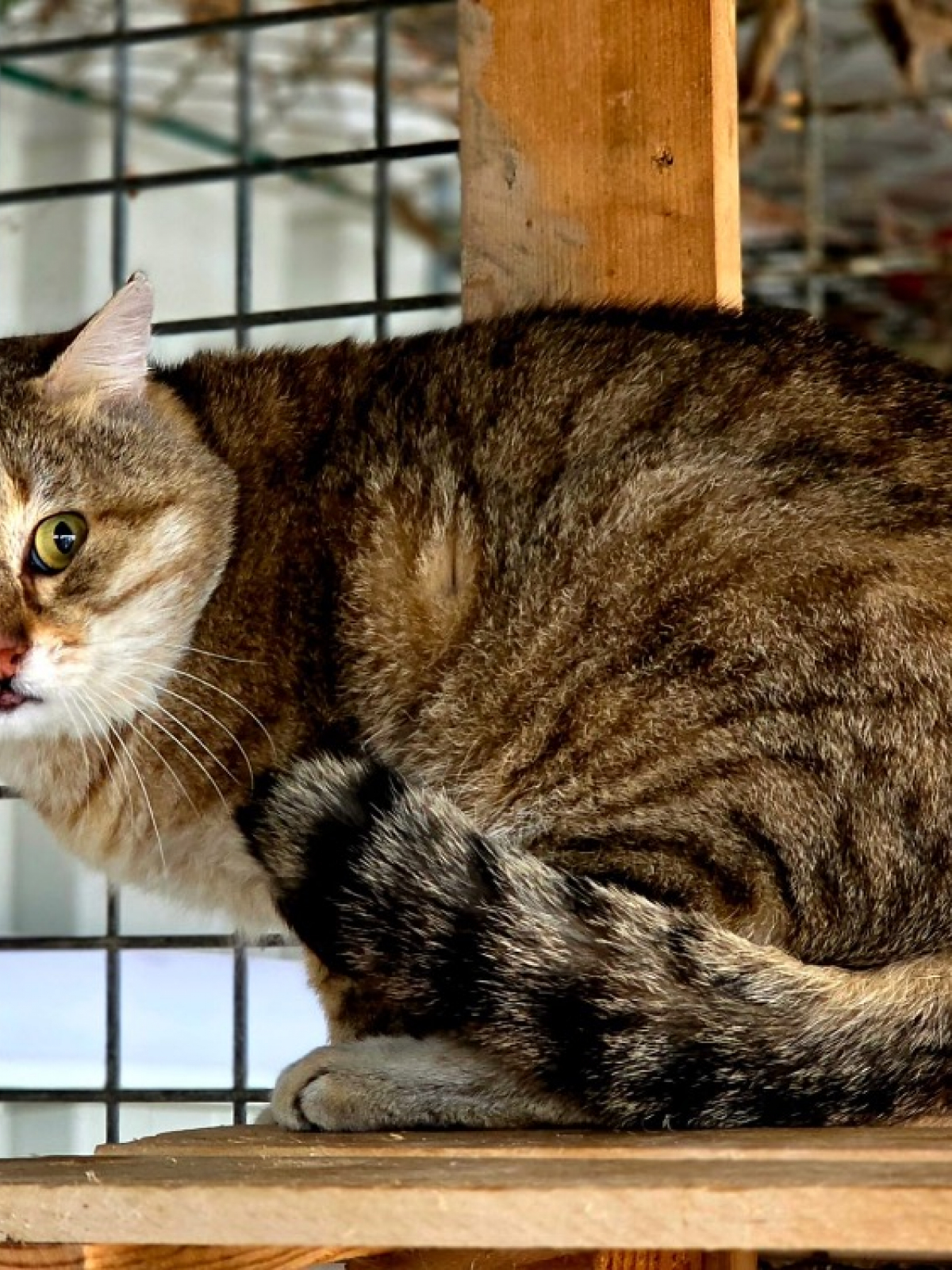 Zoidberg - Européen à adopter à Marennes (69) - Animaux.fr