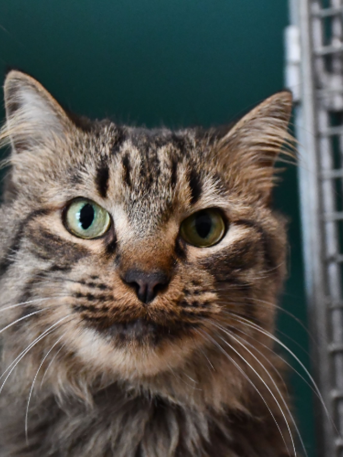 Lila - Européen à adopter à Perpignan (66) - Animaux.fr