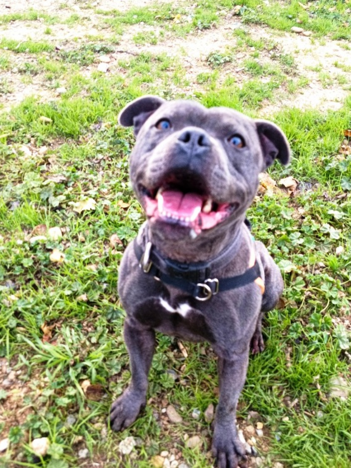 Simba - Staffordshire Bull Terrier à adopter à Perpignan (66) - Animaux.fr