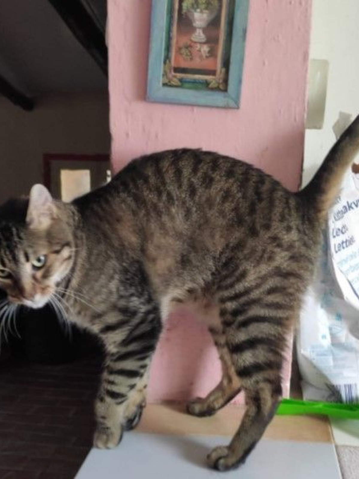 Manuel - Européen à adopter à Cherisy (28) - Animaux.fr
