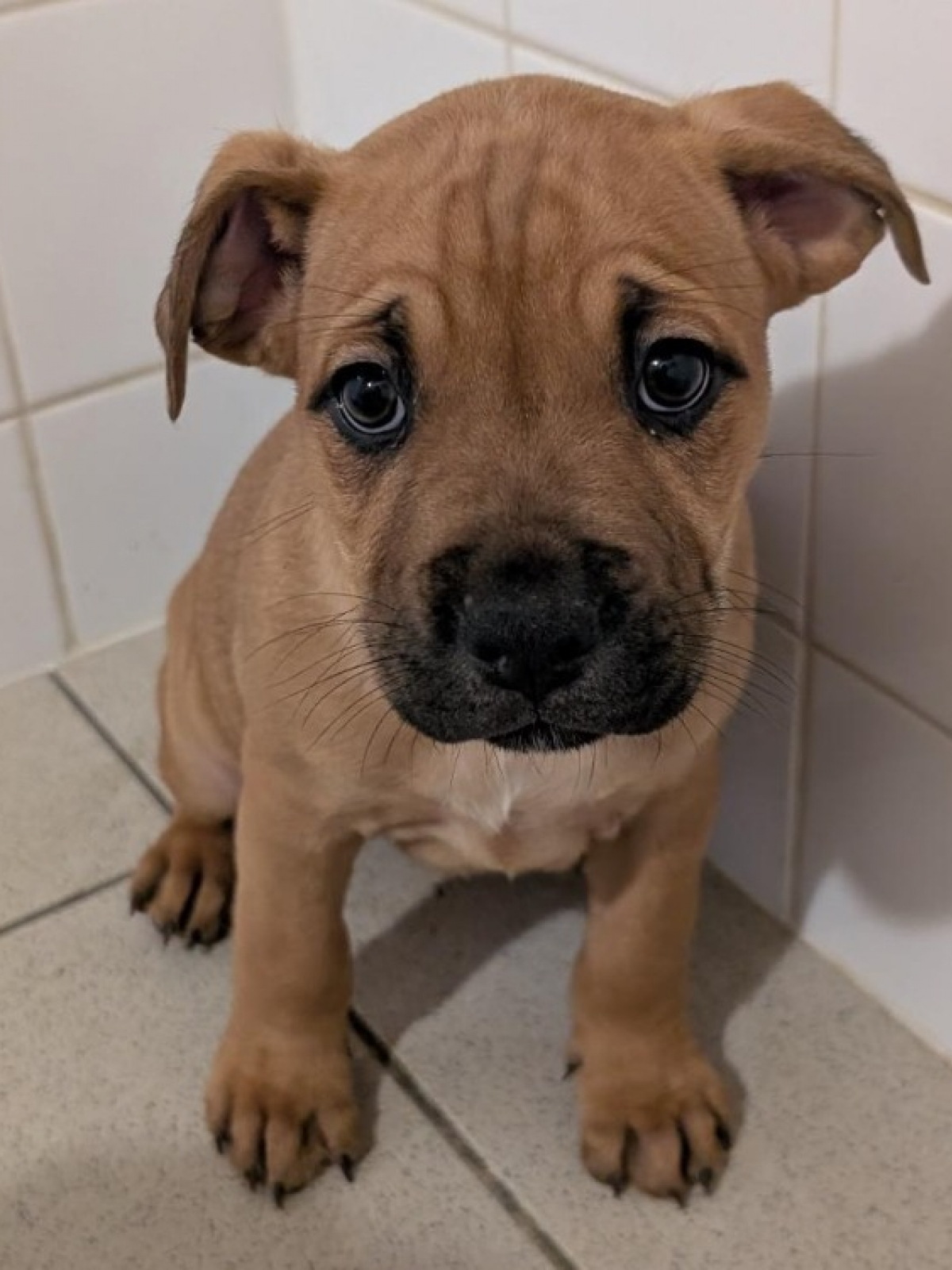 Origami - Chien à adopter à Perpignan (66) - Animaux.fr