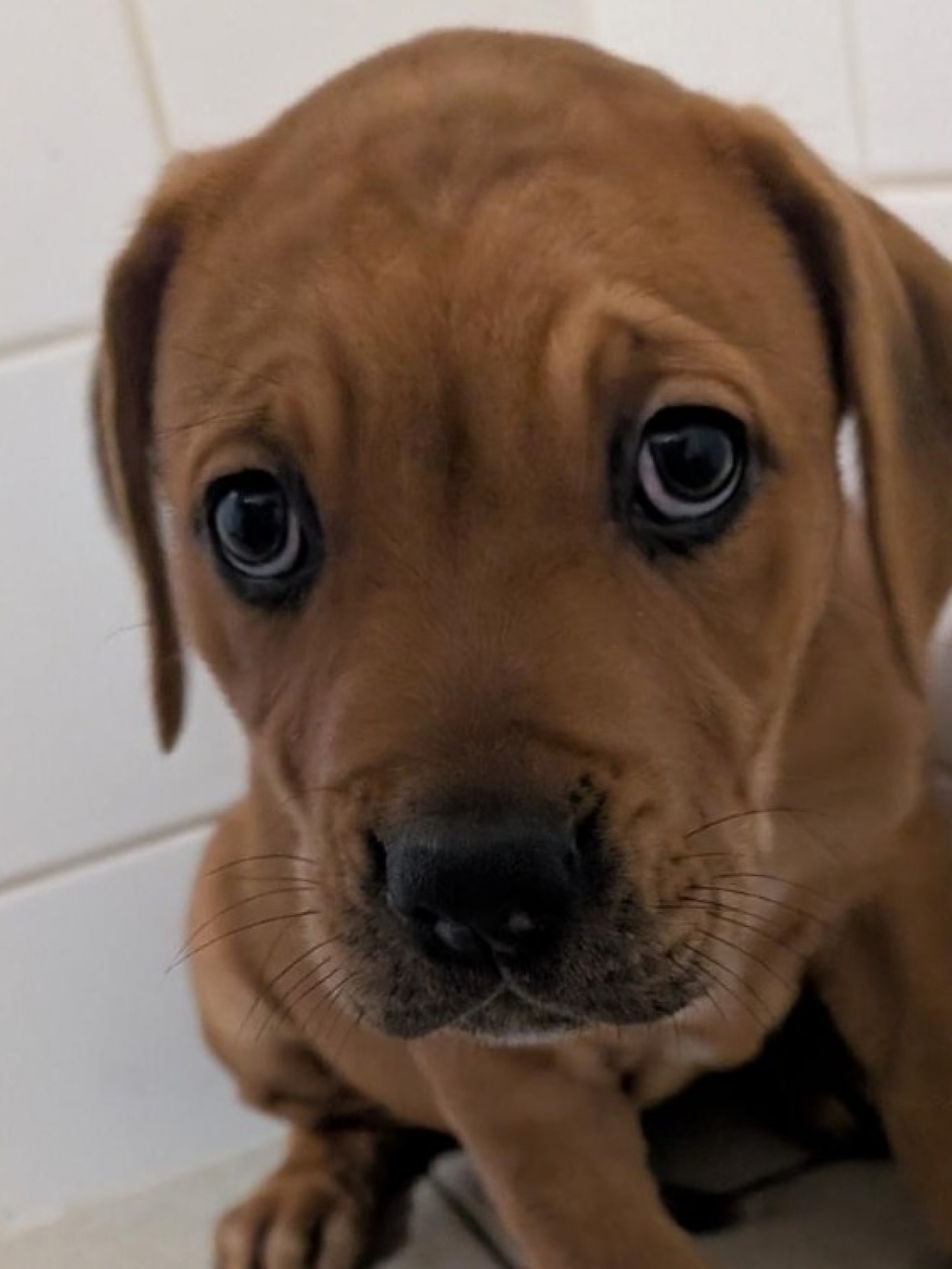 Billie - Chien à adopter à Perpignan (66) - Animaux.fr