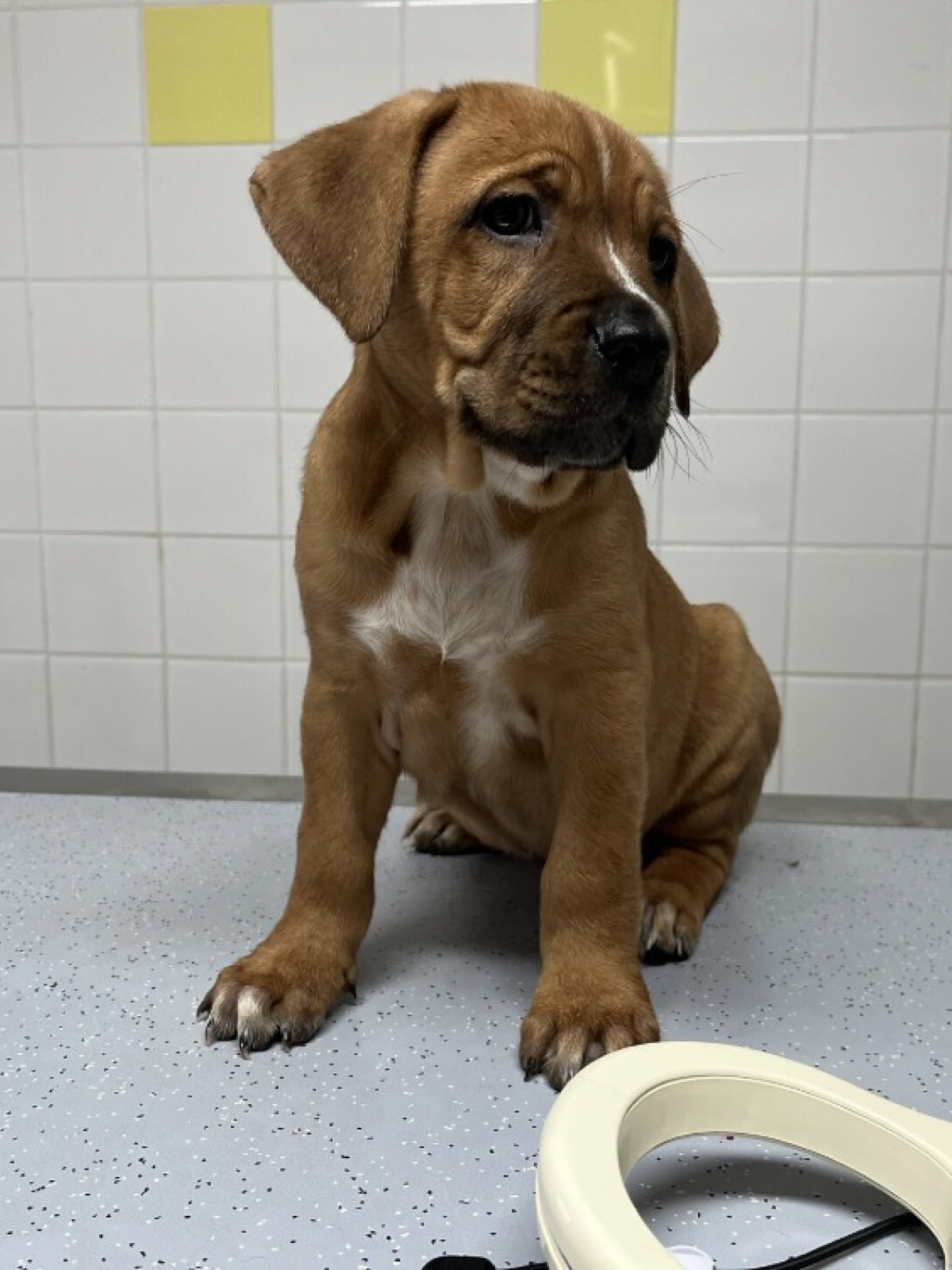 Potter - Chien à adopter à Perpignan (66) - Animaux.fr