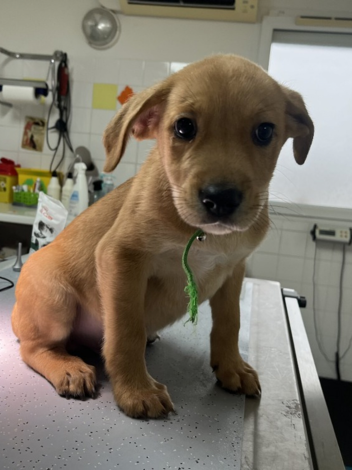 Aiko - Chien à adopter à Perpignan (66) - Animaux.fr