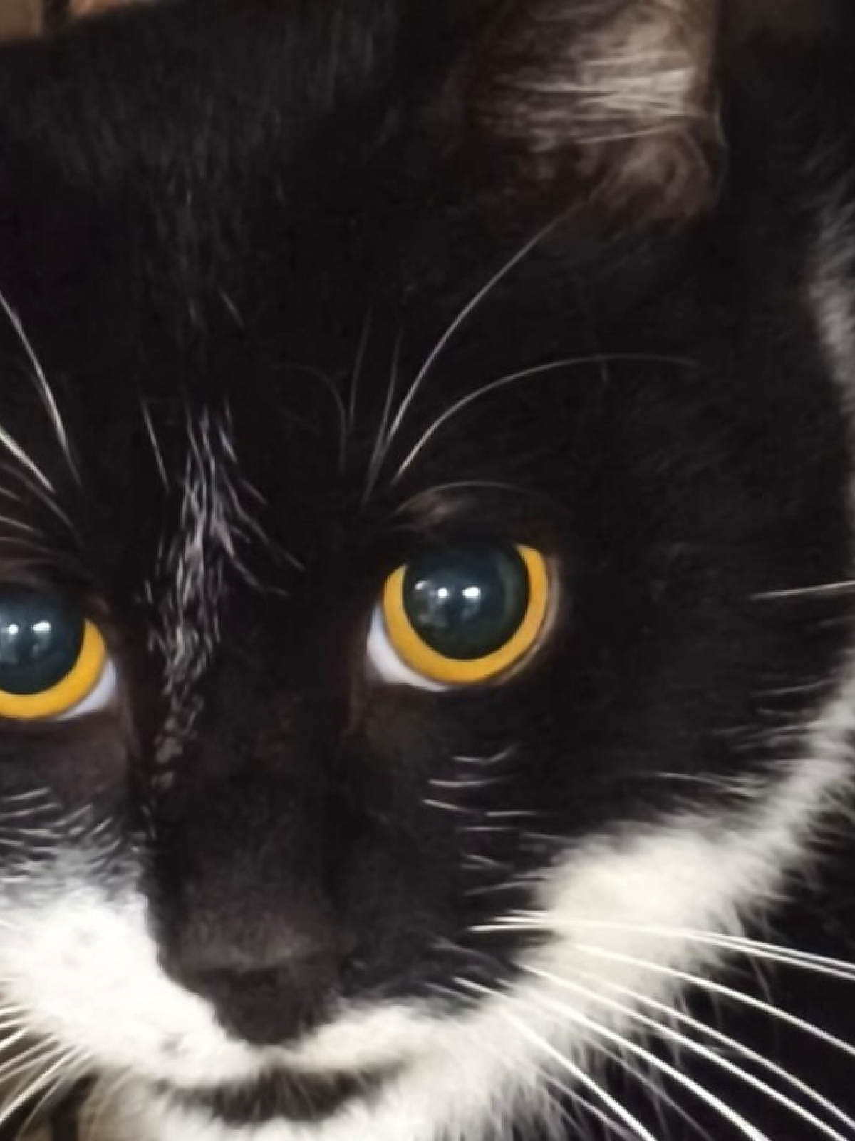 Wilson - Européen à adopter à Rennes (35) - Animaux.fr