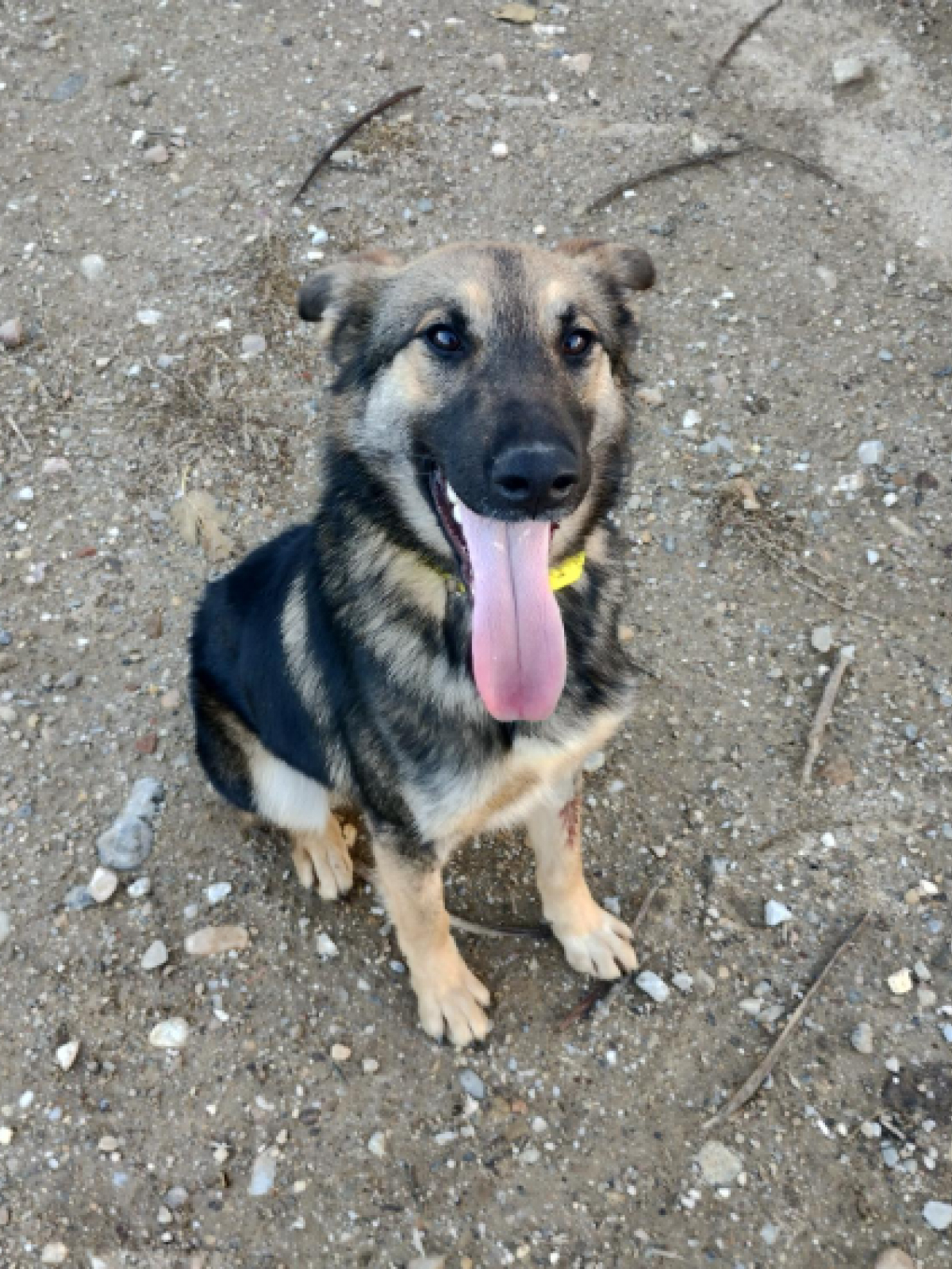 Azur - Berger Allemand à adopter à Perpignan (66) - Animaux.fr