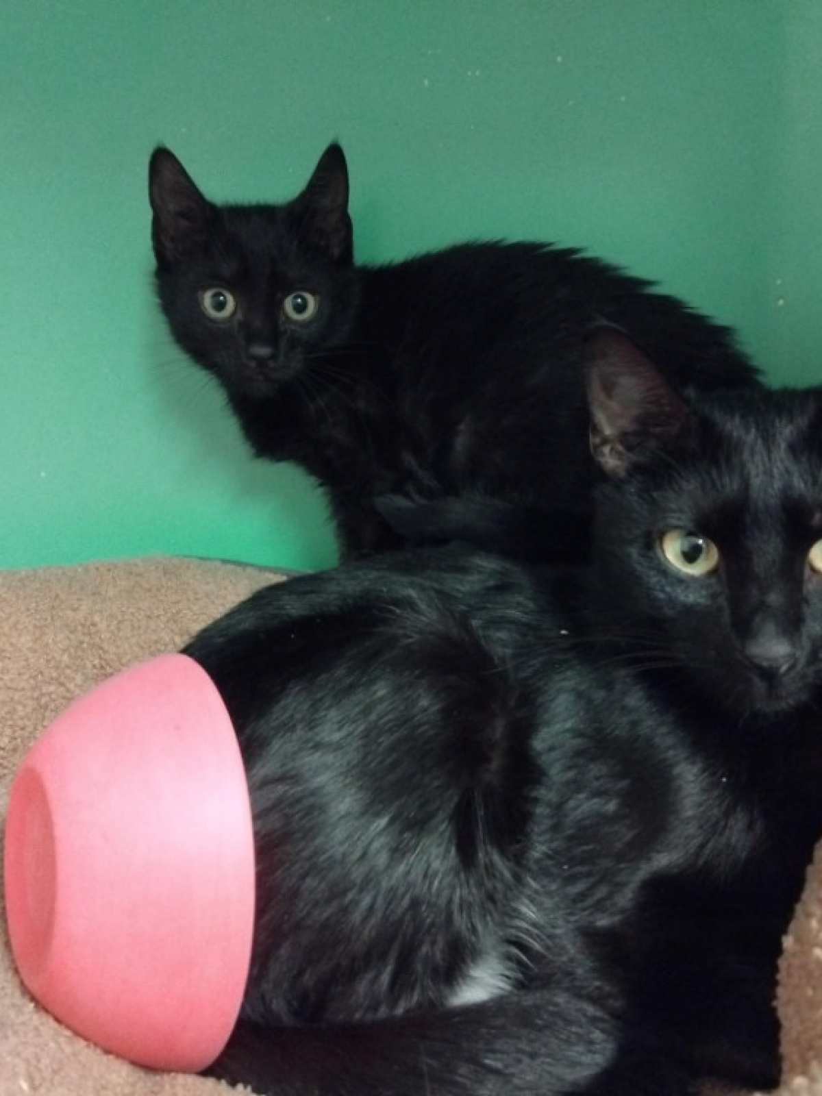 Hella - Européen à adopter à Plaisir (78) - Animaux.fr