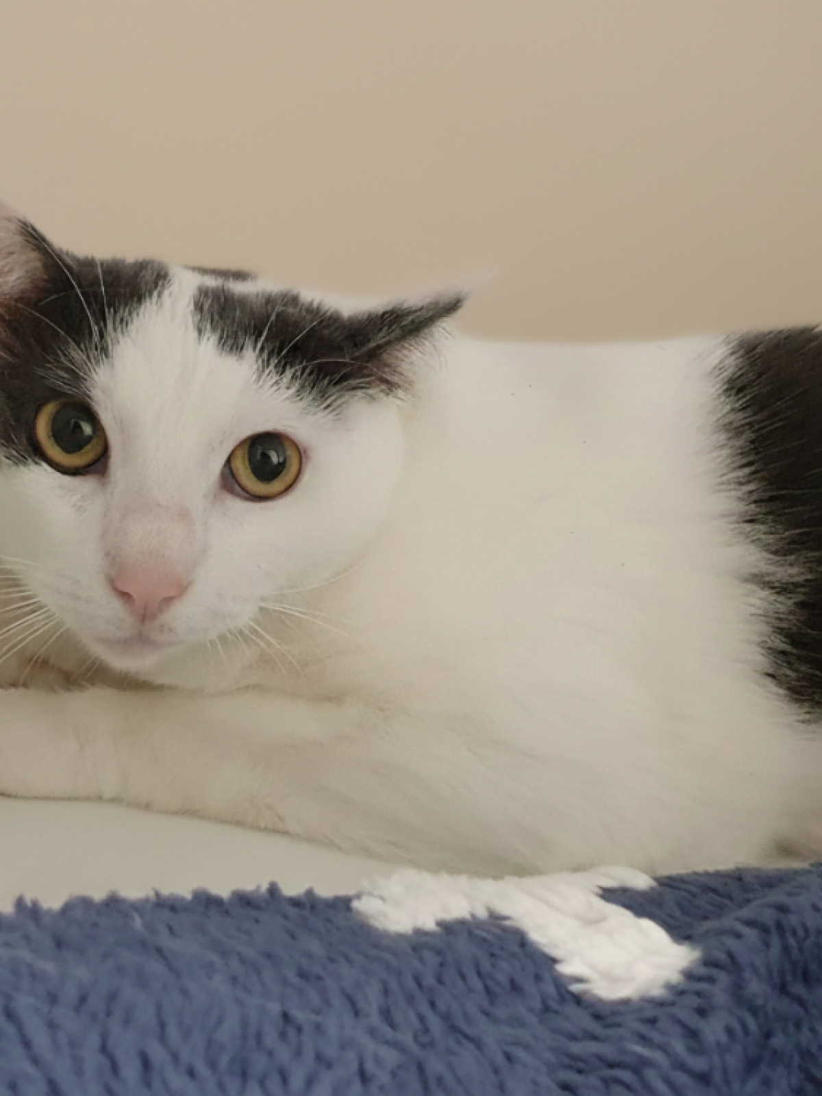 Popix - Européen à adopter à Chamarande (91) - Animaux.fr