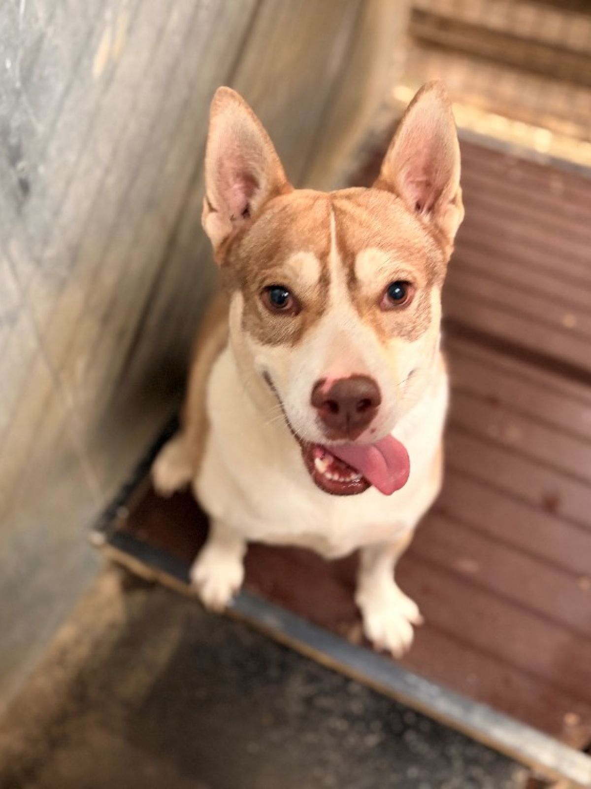 Baikal - Chien à adopter à Rennes (35) - Animaux.fr
