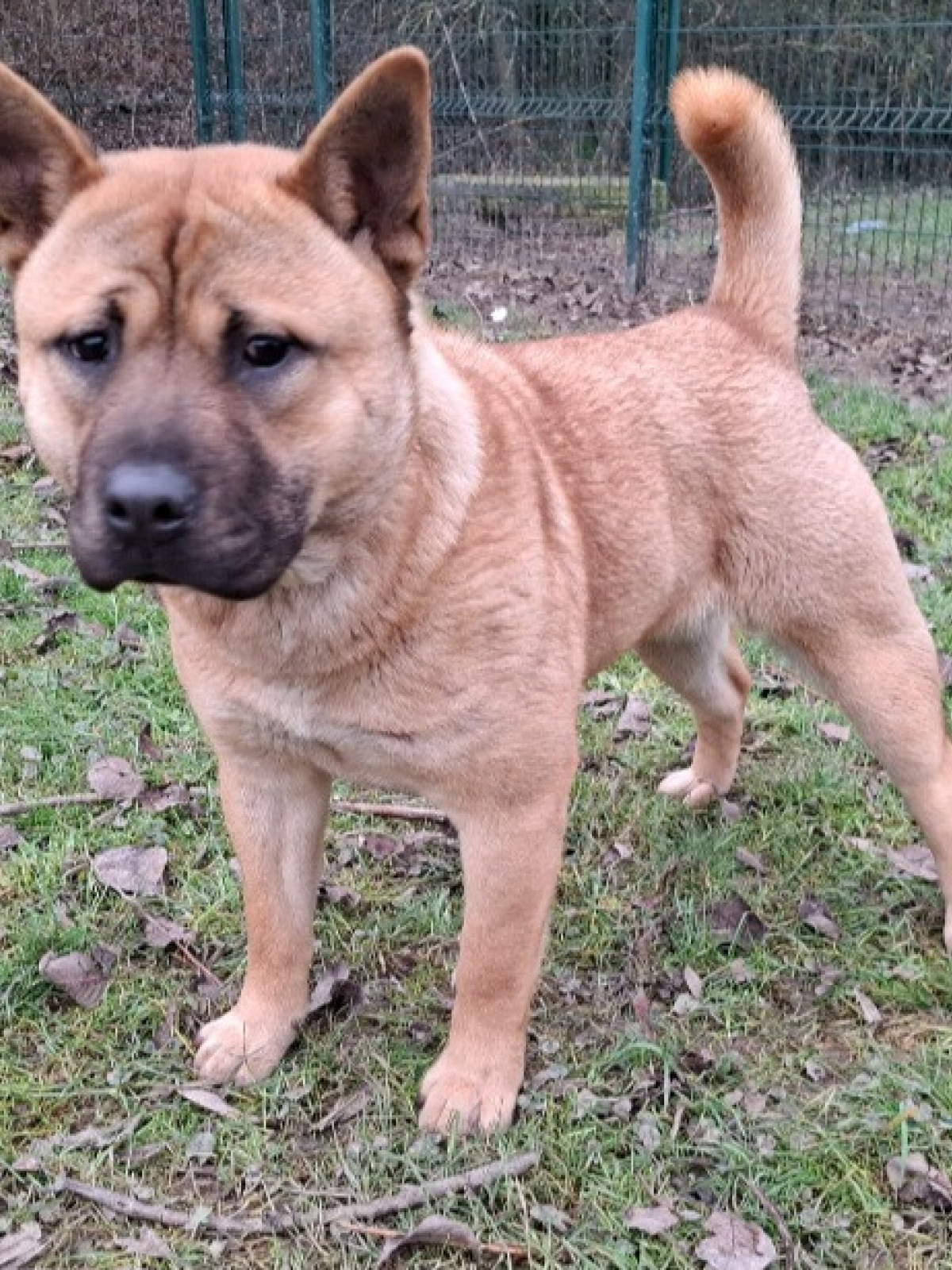 Fantine - Chow Chow à adopter à Tilloy-les-mofflaines (62) - Animaux.fr