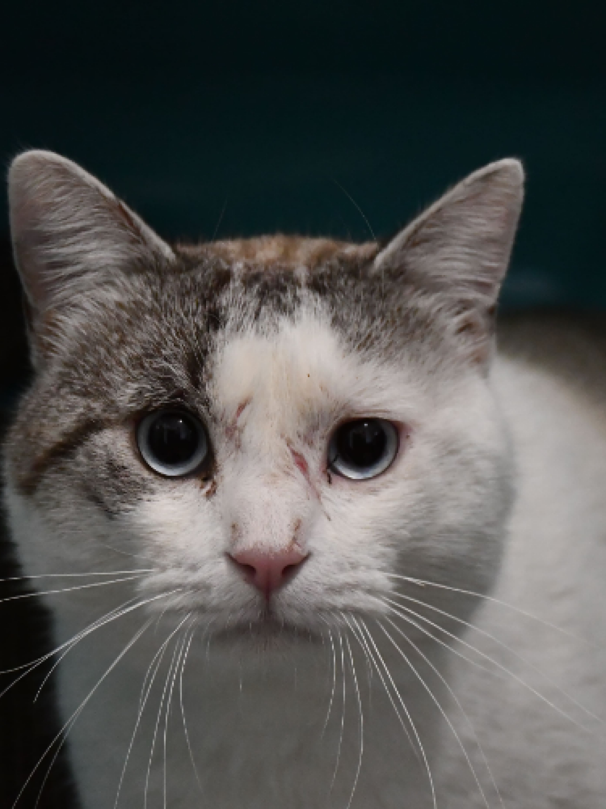 Pixel - Européen à adopter à Perpignan (66) - Animaux.fr