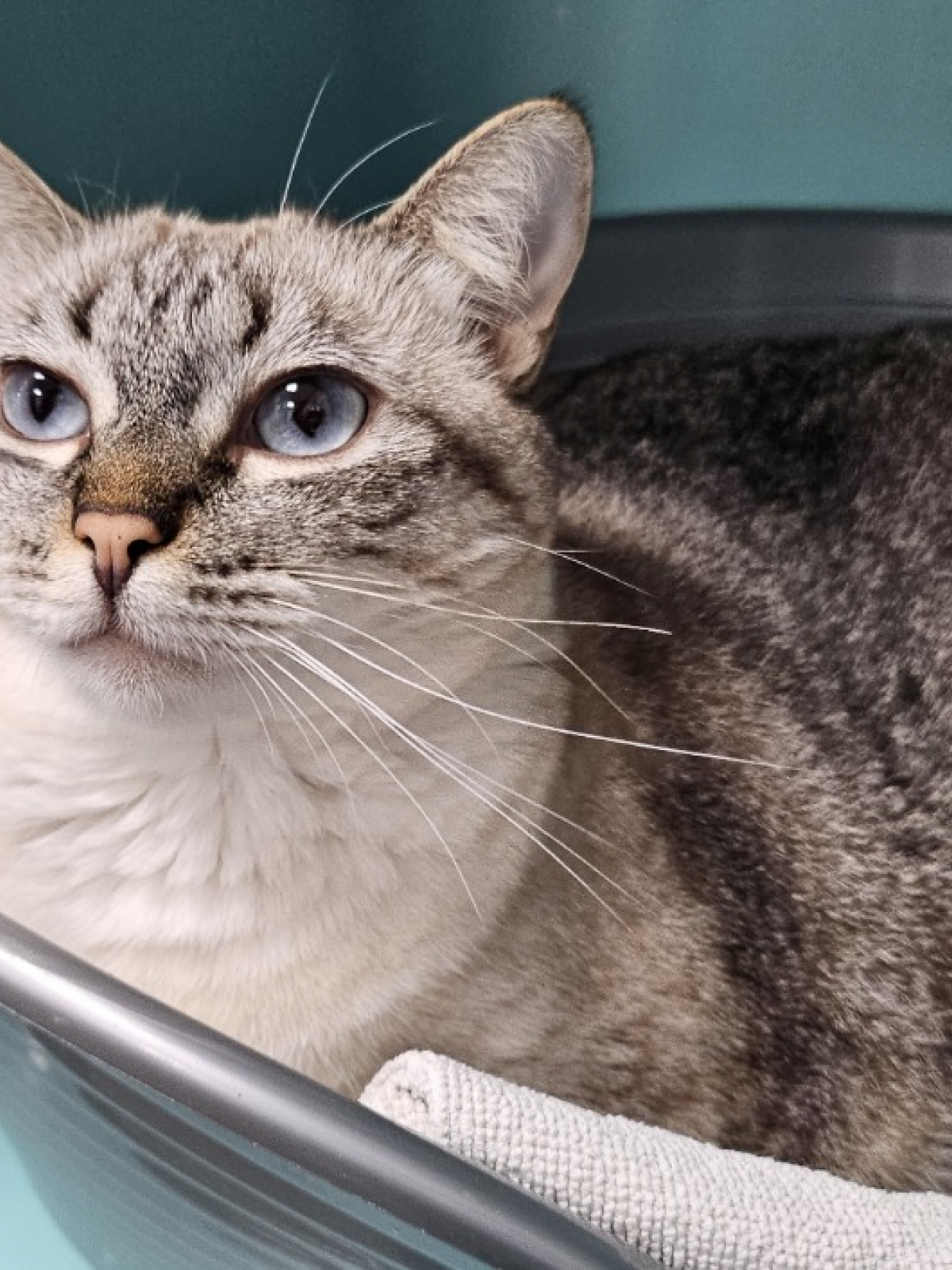 Tsukiko - Européen à adopter à Vaux-le-pénil (77) - Animaux.fr