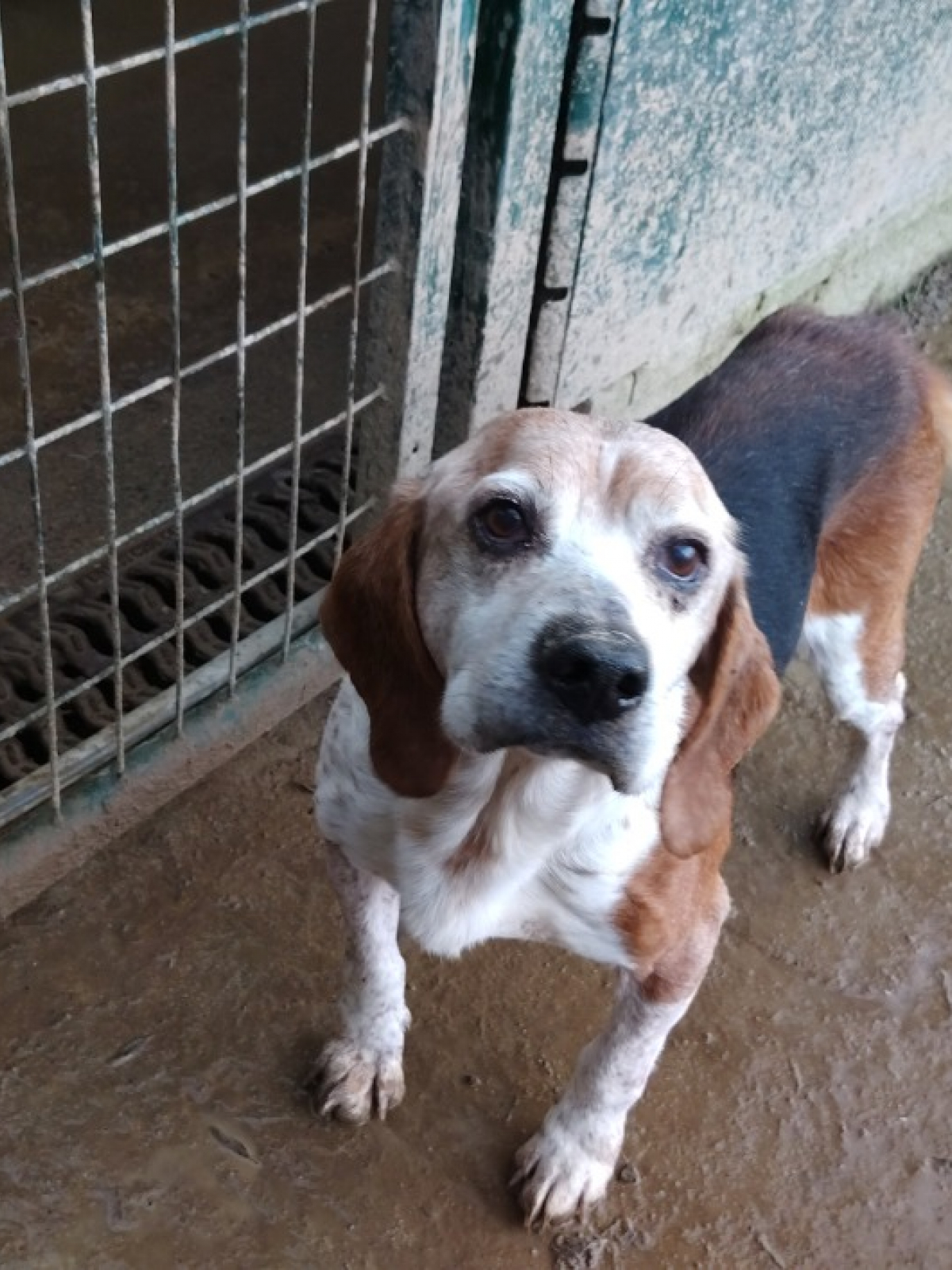 Nino - Beagle à adopter à Cholet (49) - Animaux.fr